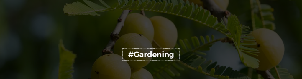 How to Grow Amla Tree: Tips on Growing & Caring for Indian Gooseberry