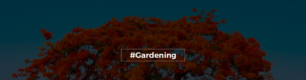 Gulmohar Tree: Grow & Care Tips | Expert Guide