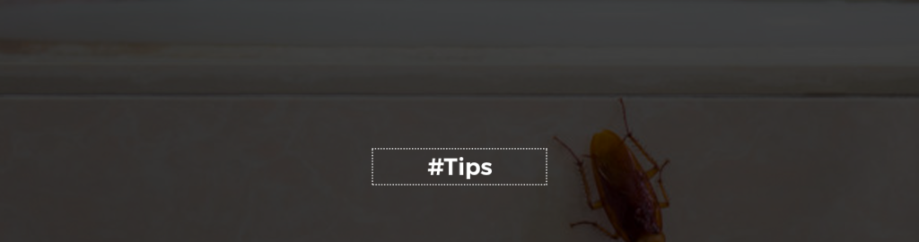 Bye-Bye Cockroaches: Effective Home Remedies to Get Rid of Them! - Real ...