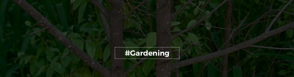 From Seed to Harvest: A Beginner's Guide to Chandan Tree Cultivation ...