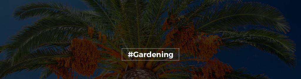 The Sweet Journey of Khajur Trees: Growing and Caring Tips Unveiled ...