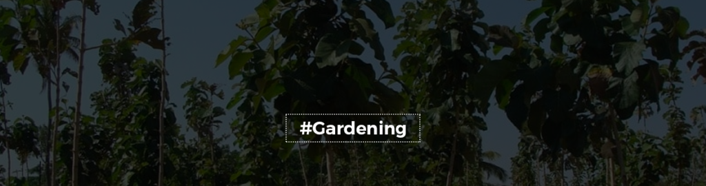 Sagwan Tree: Uses, Benefits & Care | PropertyPistol