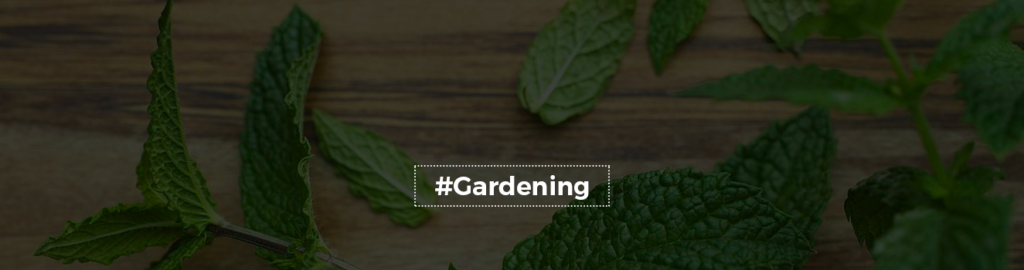 Growing and Savoring Mint: Facts, Uses, Benefits, and Essential Care ...
