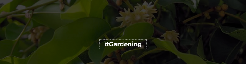 The Bakul Tree: Tips for Growth & Care | Property Pistol