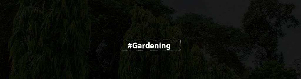 Ashoka Tree: Benefits, Uses, Facts & Growing Tips | PropertyPistol