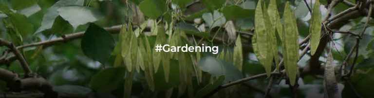 Sheesham Tree: Benefits & Uses | Indian Rosewood Guide