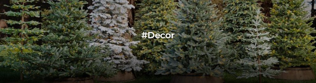 Christmas Fir Trees : Types, Uses & Growth Tips | PropertyPistol