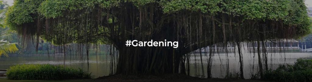 Banyan Tree Facts & Symbolism | Where Do Banyan Trees Grow?